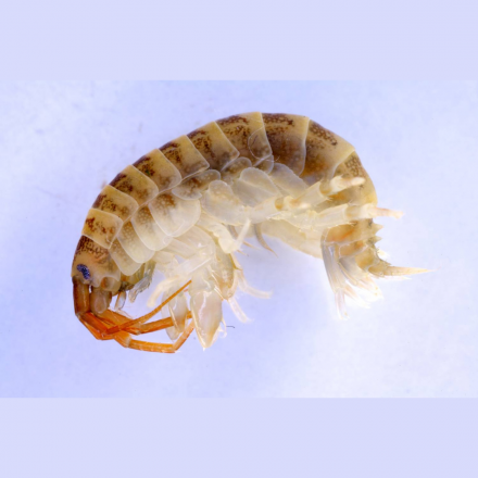 Invasive Non-Native Species | Norfolk Non-native Species Initiative