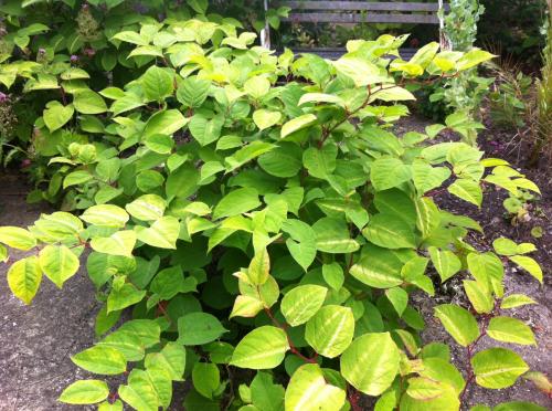 Japanese knotweed | Norfolk Non-native Species Initiative
