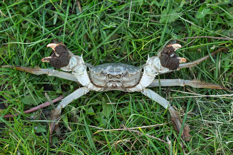 Chinese Mitten Crab | Norfolk Non-native Species Initiative